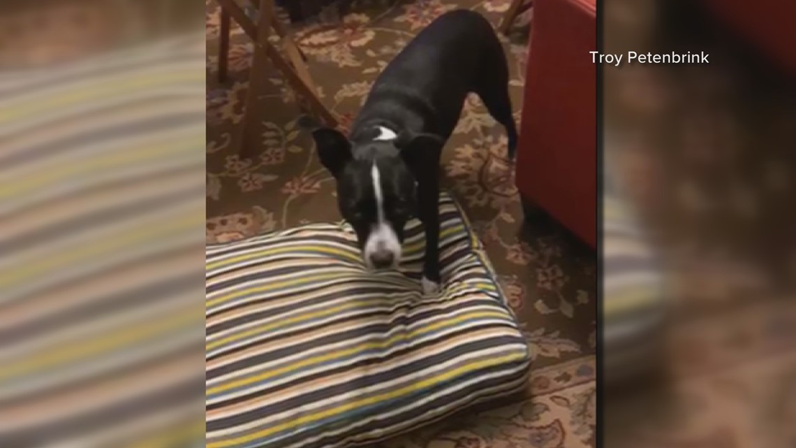 Can my dog get high on marijuana? | wusa9.com