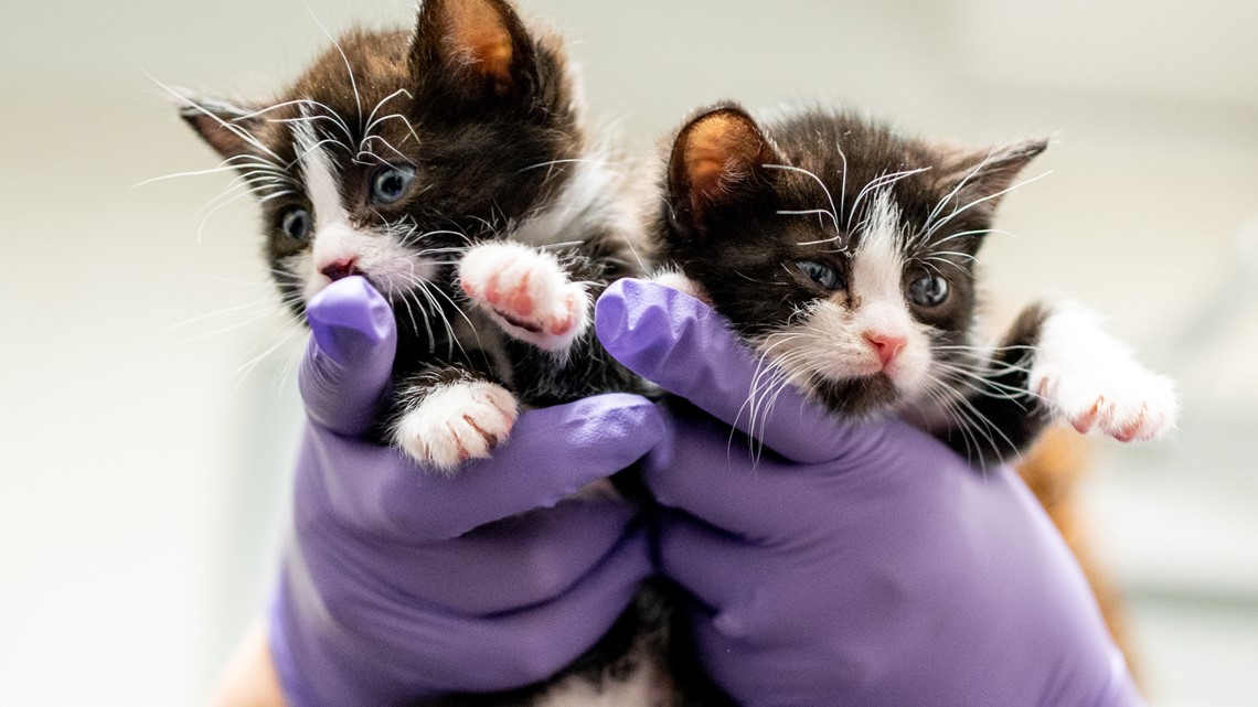 Kittens rescued from fire by firefighters ready for adoption | wusa9.com
