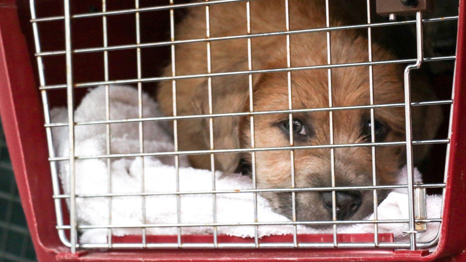26 puppies, 9 kittens saved from overcrowded shelters | wusa9.com