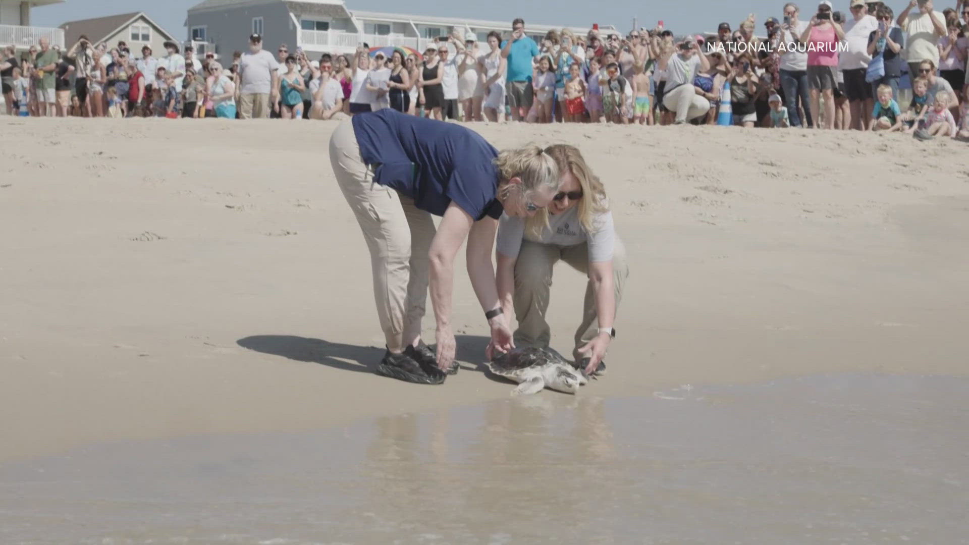 Kemp's ridley turtles return to Atlantic Ocean after rehab | wusa9.com