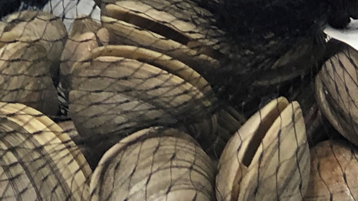 Bad clams sold at Safeway seafood counter | wusa9.com