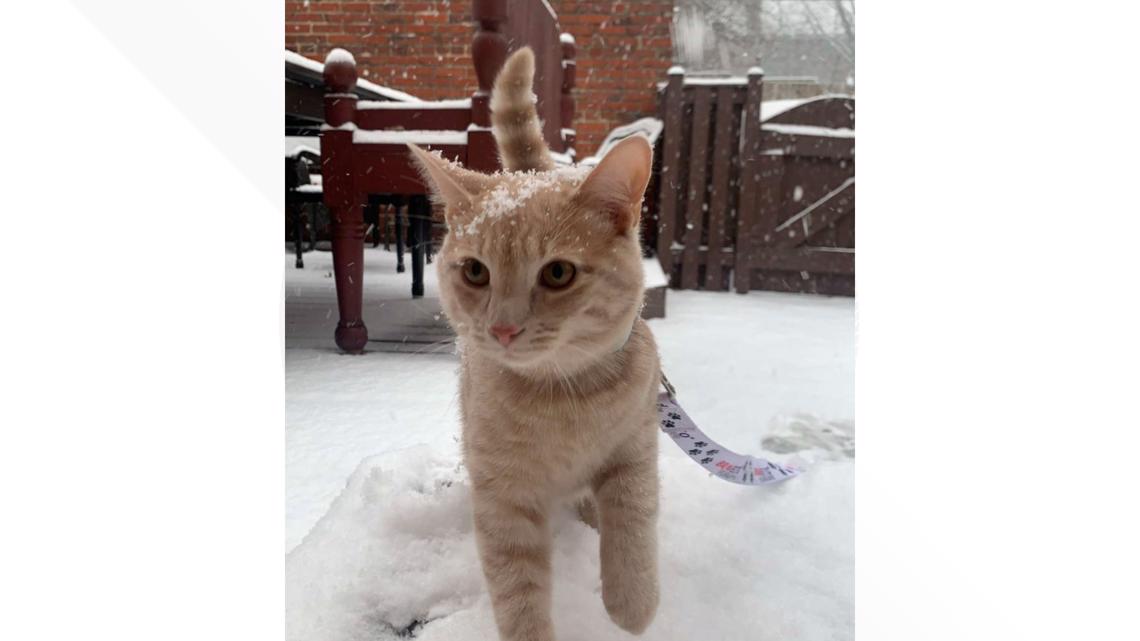 Animals in Snow: First snowstorm of 2020 | wusa9.com