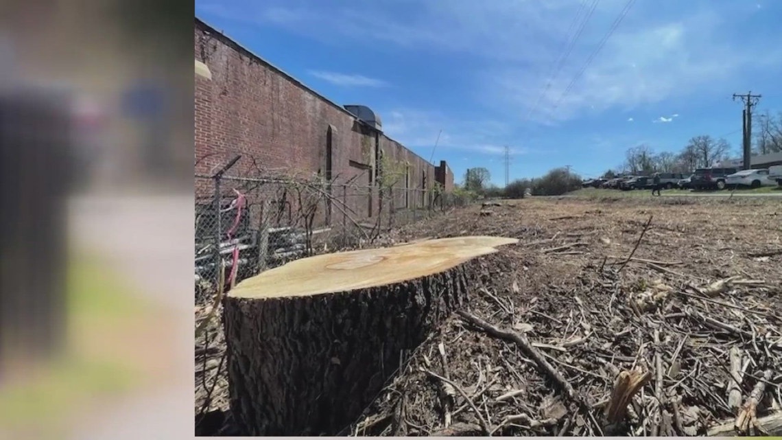 Dominion Energy temporarily stops tree cutting on W&OD Trail amid ...