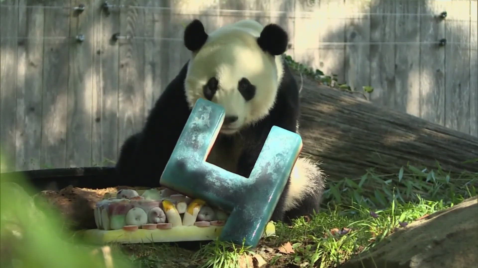 Pandas debut in DC: It's the conservation gateway drawing global ...