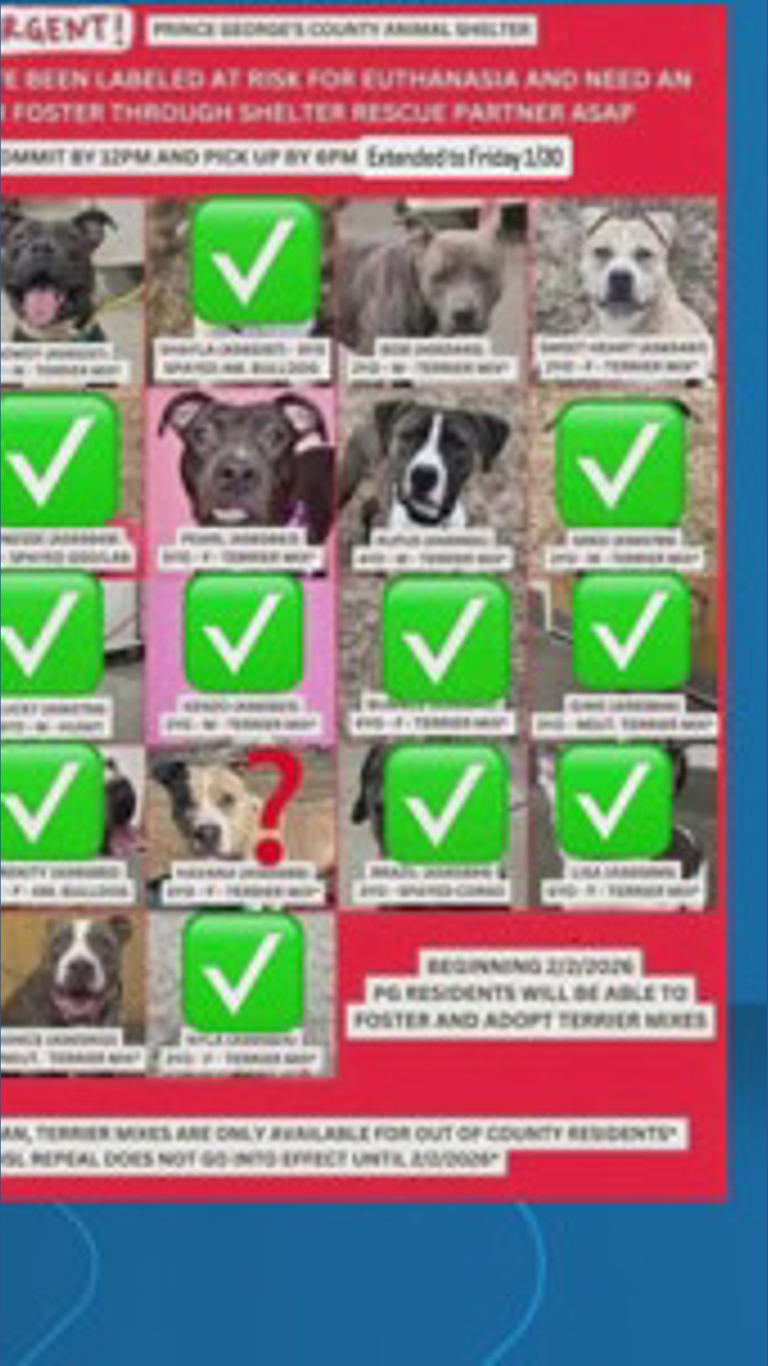 Nine dogs at a Prince George's County shelter face euthanasia | wusa9.com
