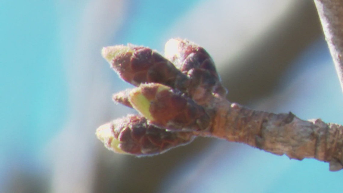 Cherry blossoms in stage 1 of blooming process | wusa9.com