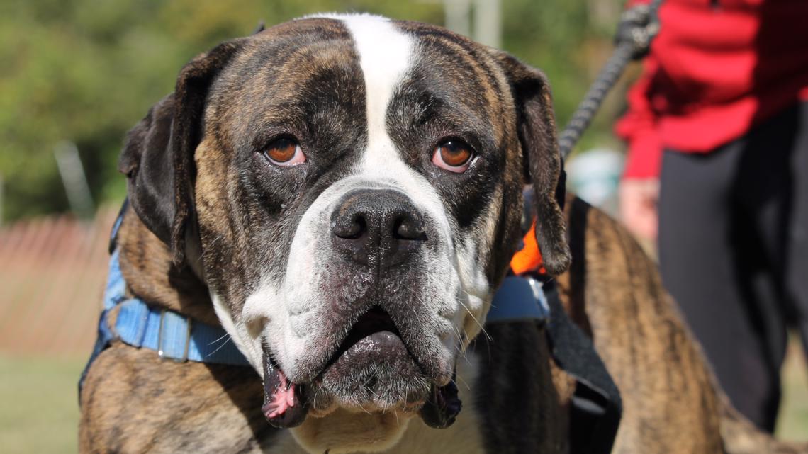 DC Humane Rescue Alliance in desperate need of adopters | wusa9.com