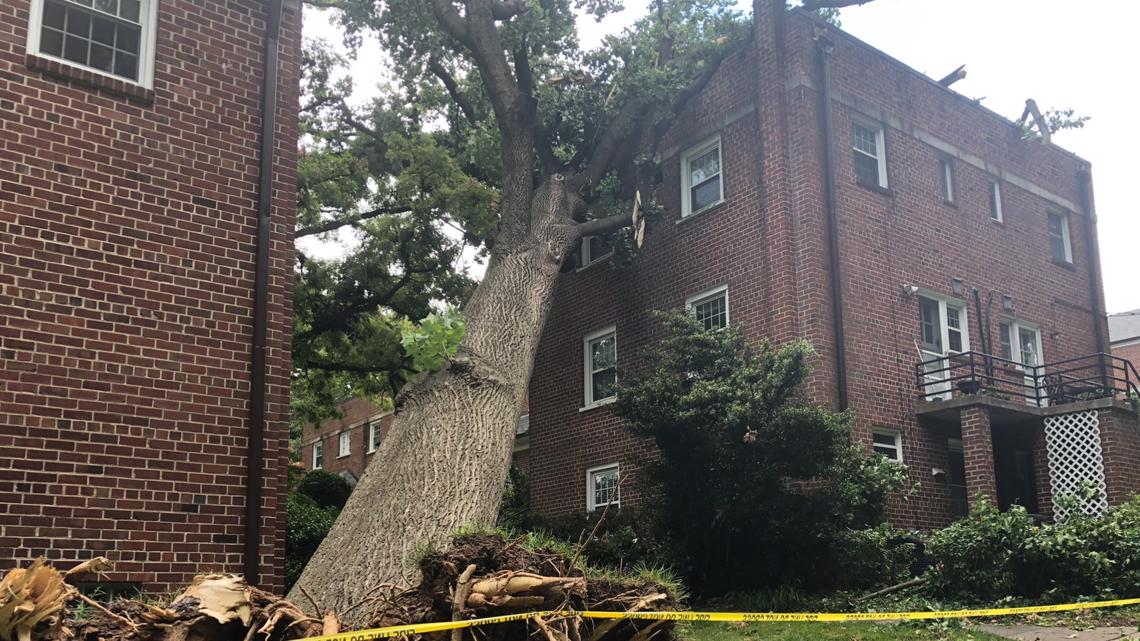 Your neighbor's tree falls on your house. Who pays for it? | wusa9.com