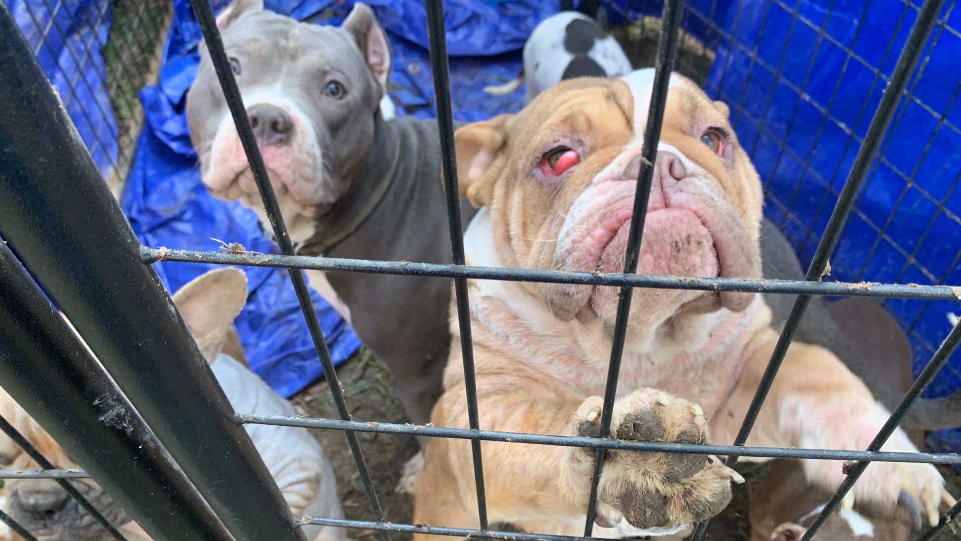 Humane Rescue Alliance saves 11 dogs from DC home | wusa9.com