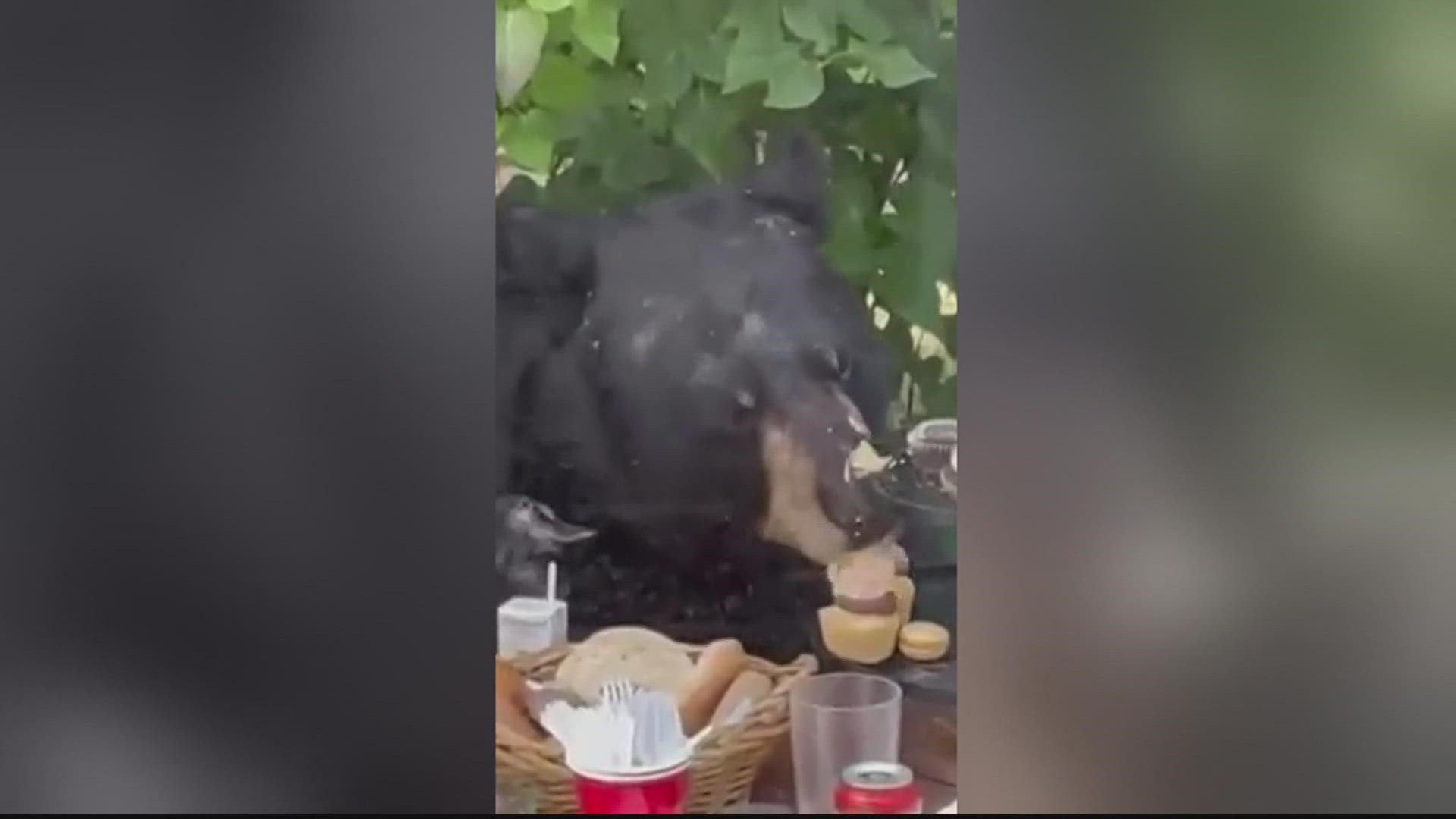 Bear crashes 2-year-old's birthday party, eats all the sweets | wusa9.com