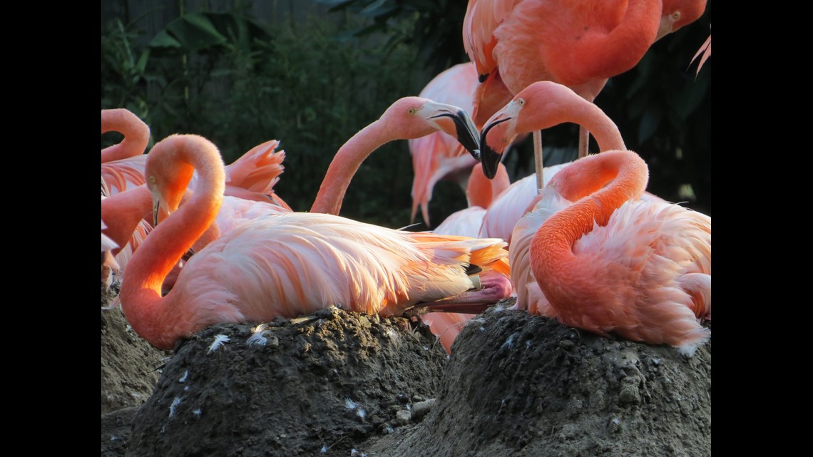 25 flamingos, 1 duck killed by fox at National Zoo | wusa9.com