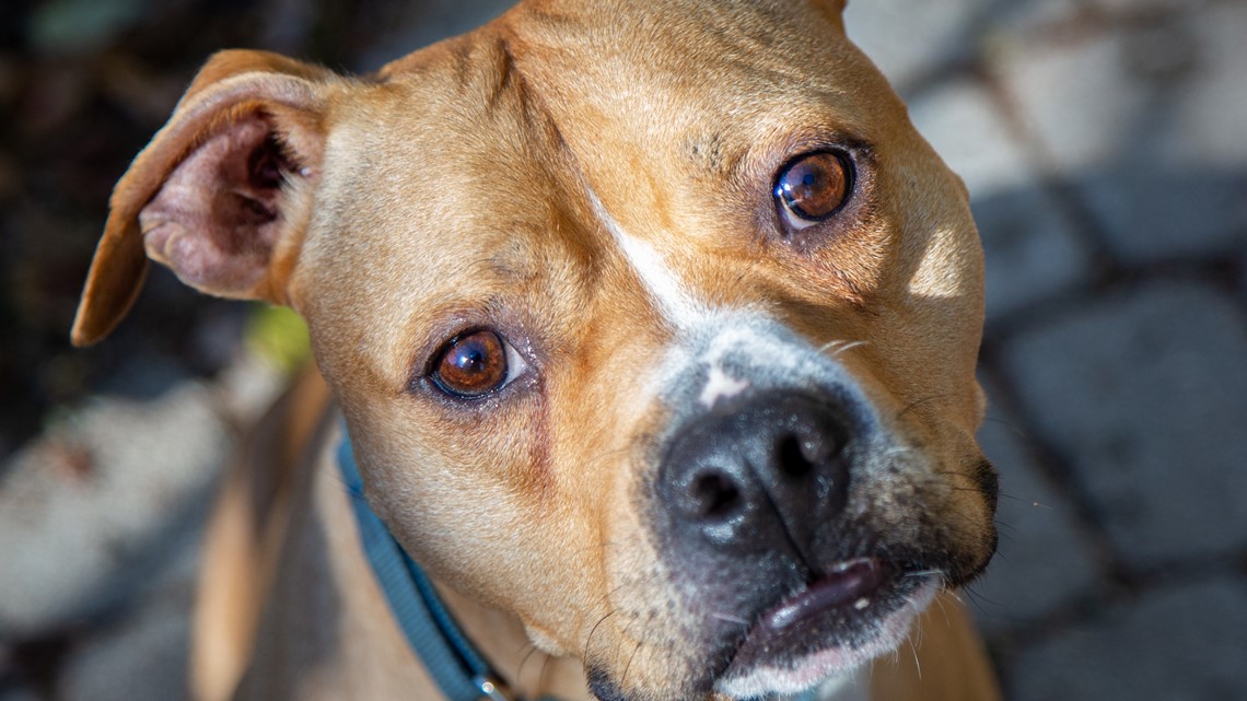 DC Humane Rescue Alliance in desperate need of adopters | wusa9.com