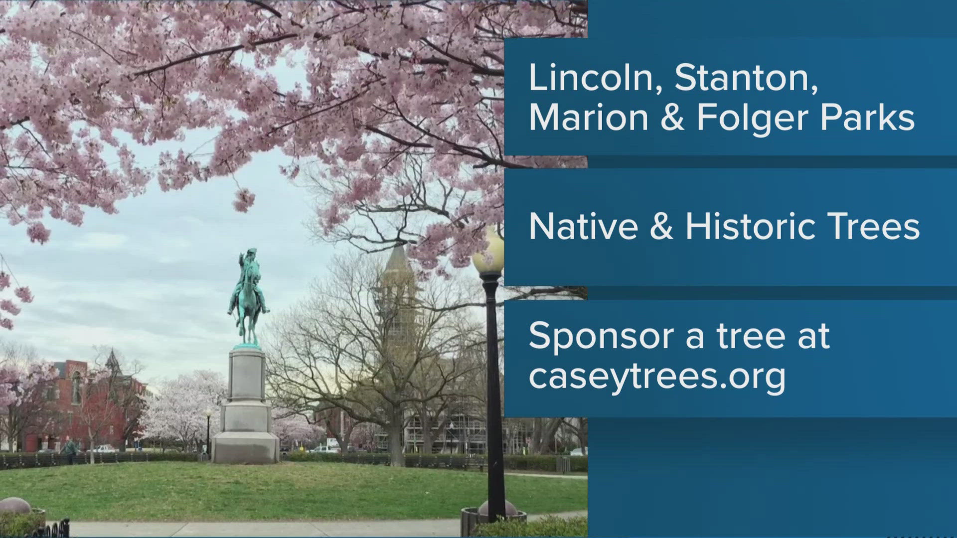 Volunteers help restore DC green spaces by planting 250 trees | Get ...