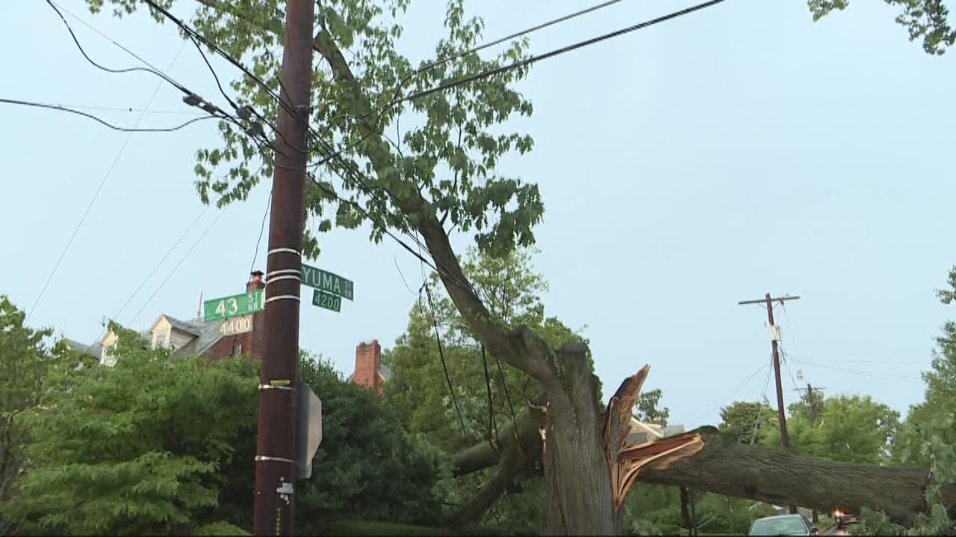 DC DDOT has proactive process to monitor city trees | wusa9.com