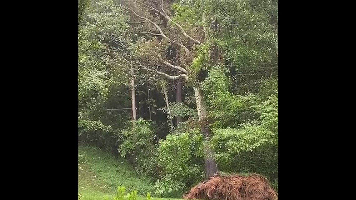 Large Tree Falling | wusa9.com
