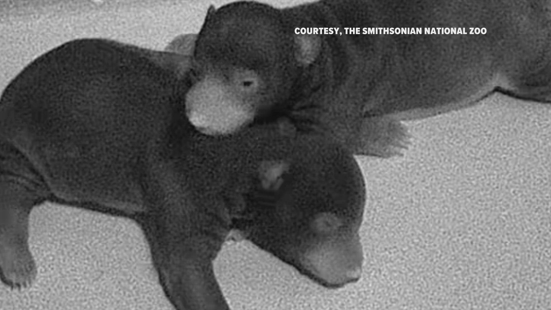 Sneak peek at National Zoo's new Arabian Leopard Habitat | wusa9.com