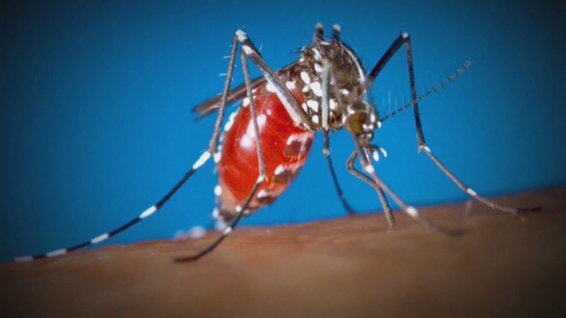 VERIFY: Can DMV rain and flooding trigger a mosquito summer explosion ...