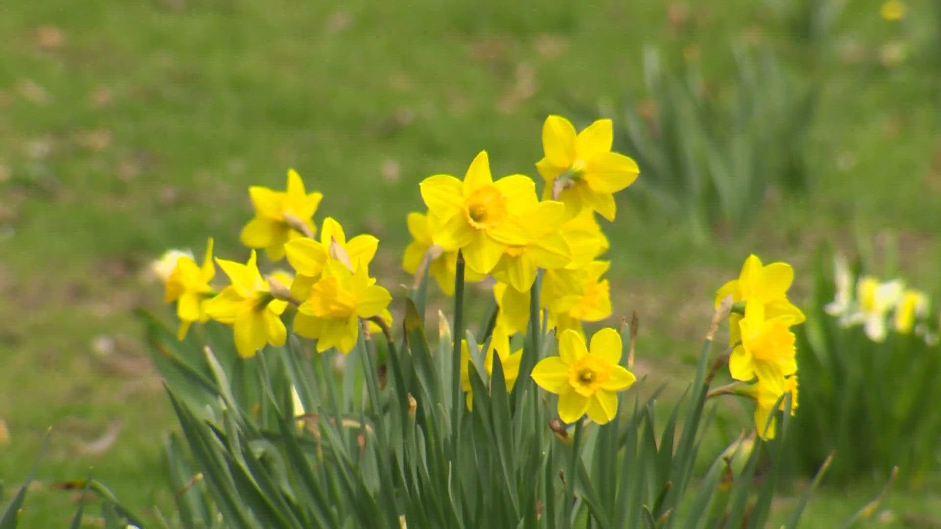 Why is the pollen so bad? It could be a 'pollen bomb' | wusa9.com