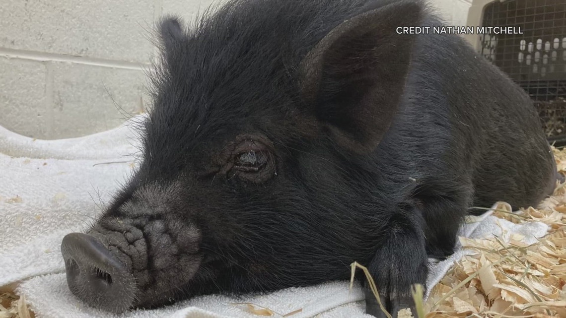 Ovi the pig: Pot-bellied pig with broken leg hogging the spotlight ...
