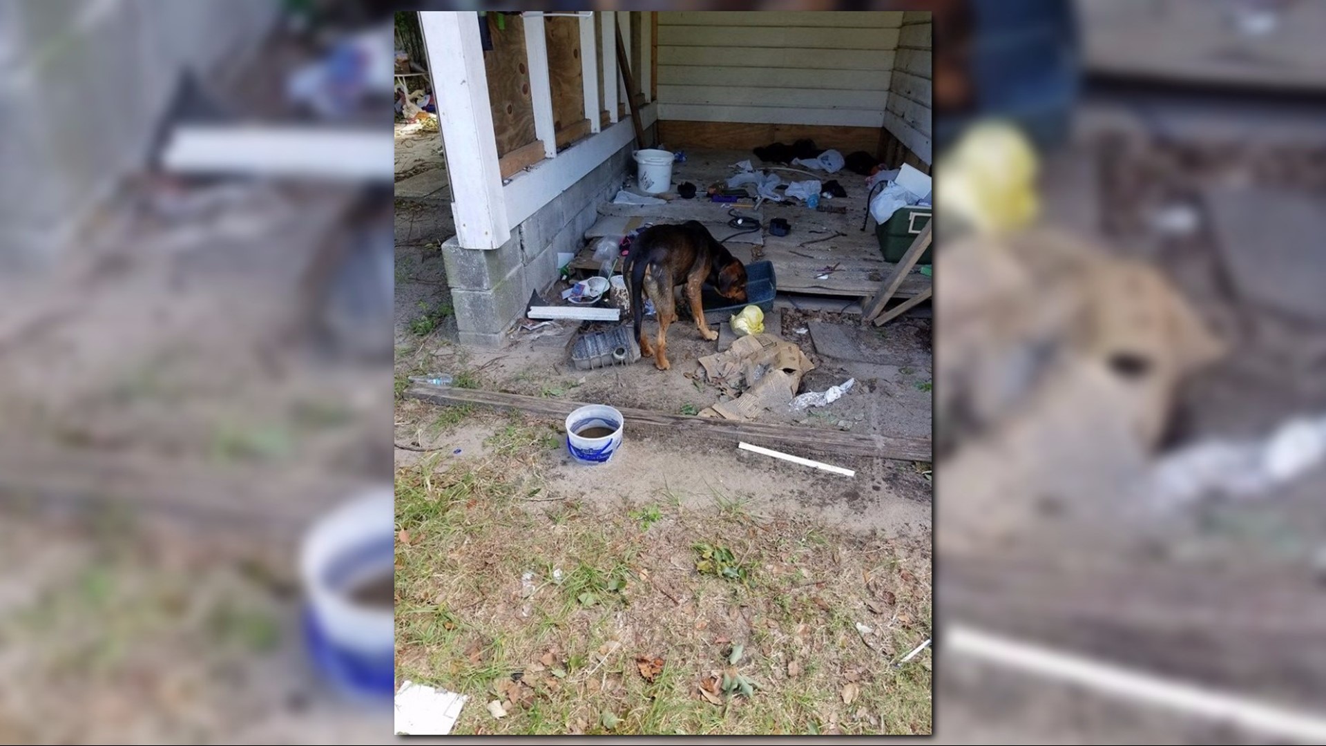Dog chained to Brunswick home survives Hurricane Matthew | wusa9.com
