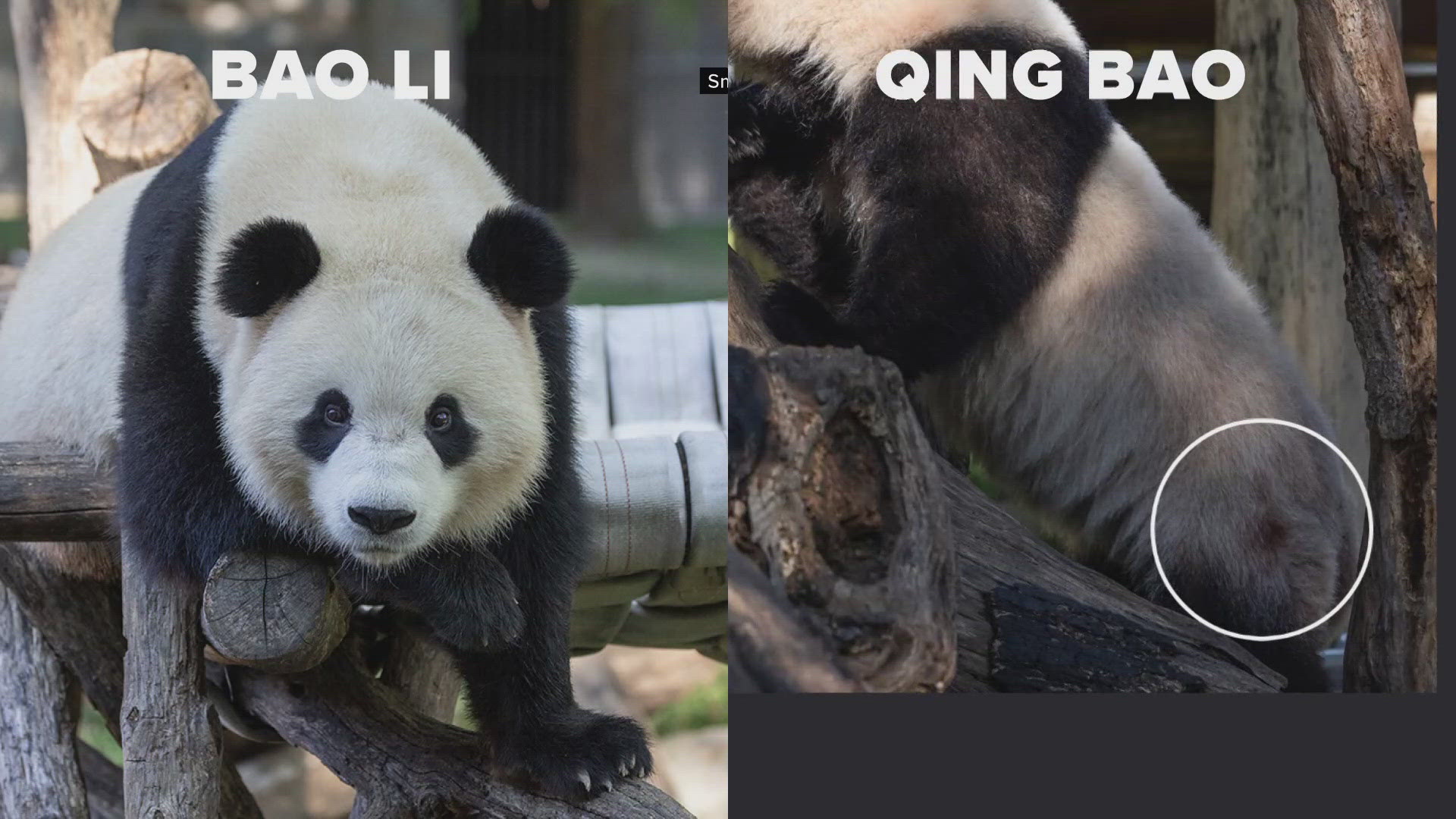 How to tell the difference between the two National Zoo pandas | wusa9.com