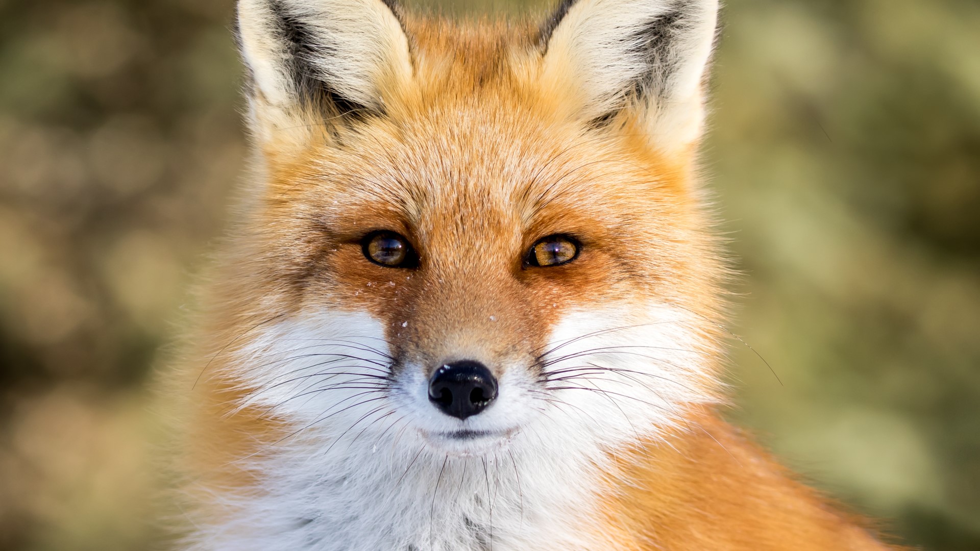 Rabid fox reported in Rockville | wusa9.com