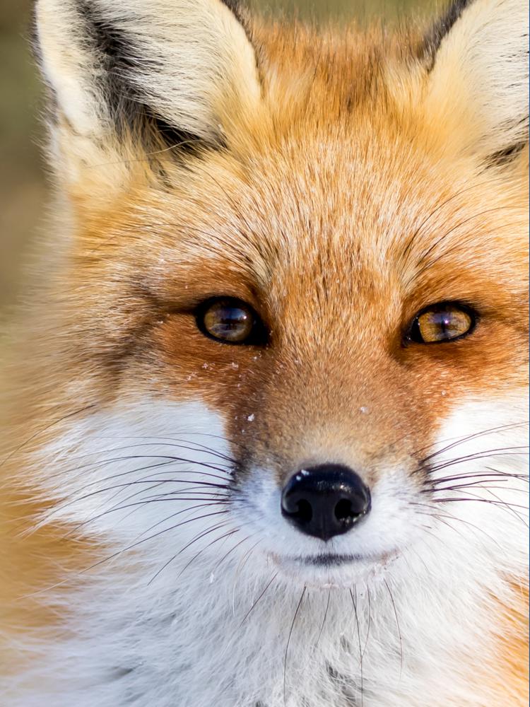 Rabid fox reported in Rockville | wusa9.com