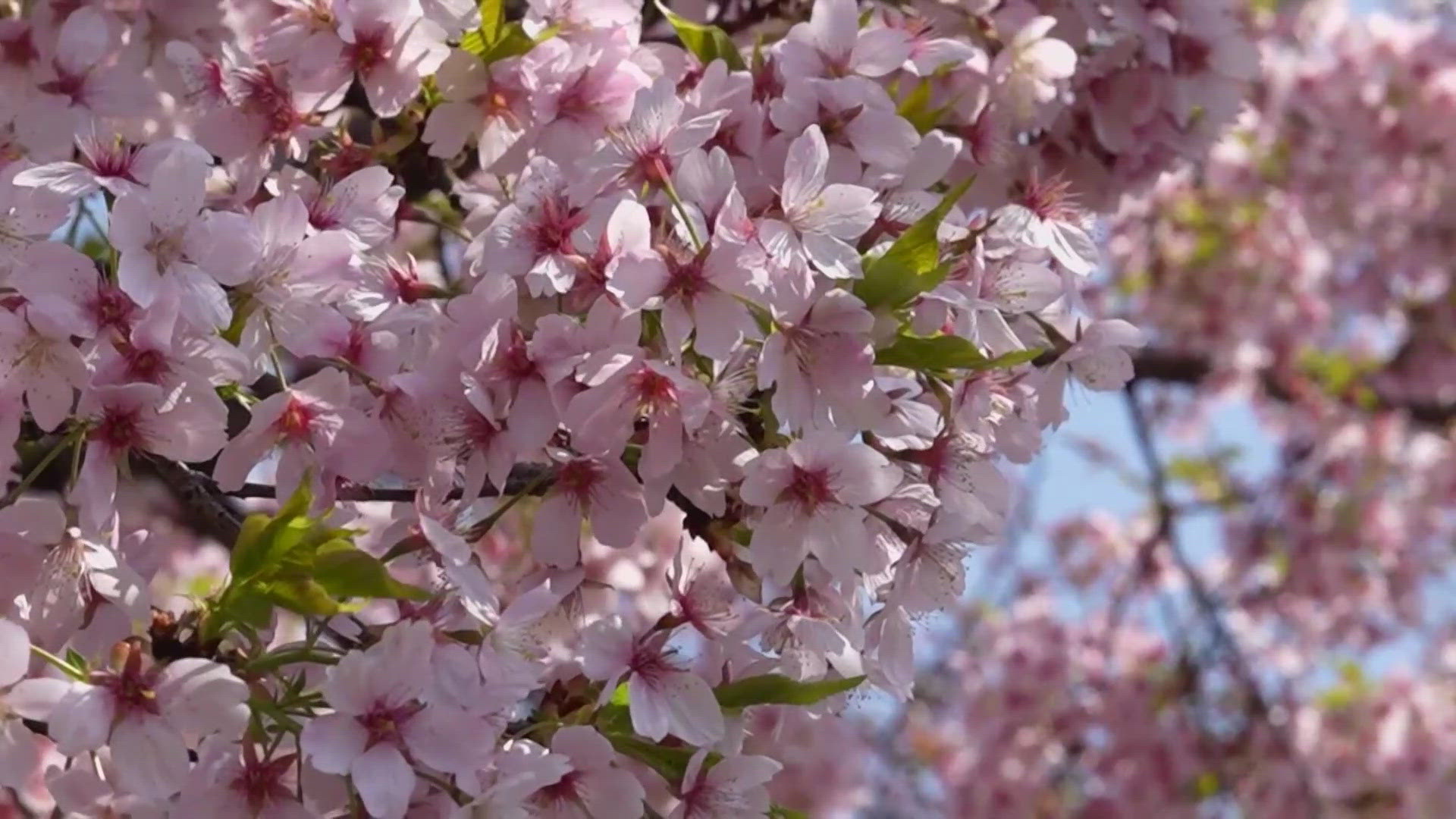 Local arborist shares tips for taking care of Cherry Blossom trees ...
