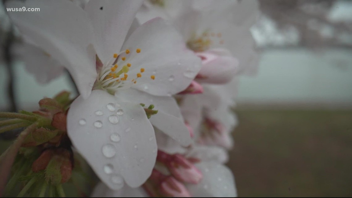 The cherry blossoms survived after rainy weather | wusa9.com