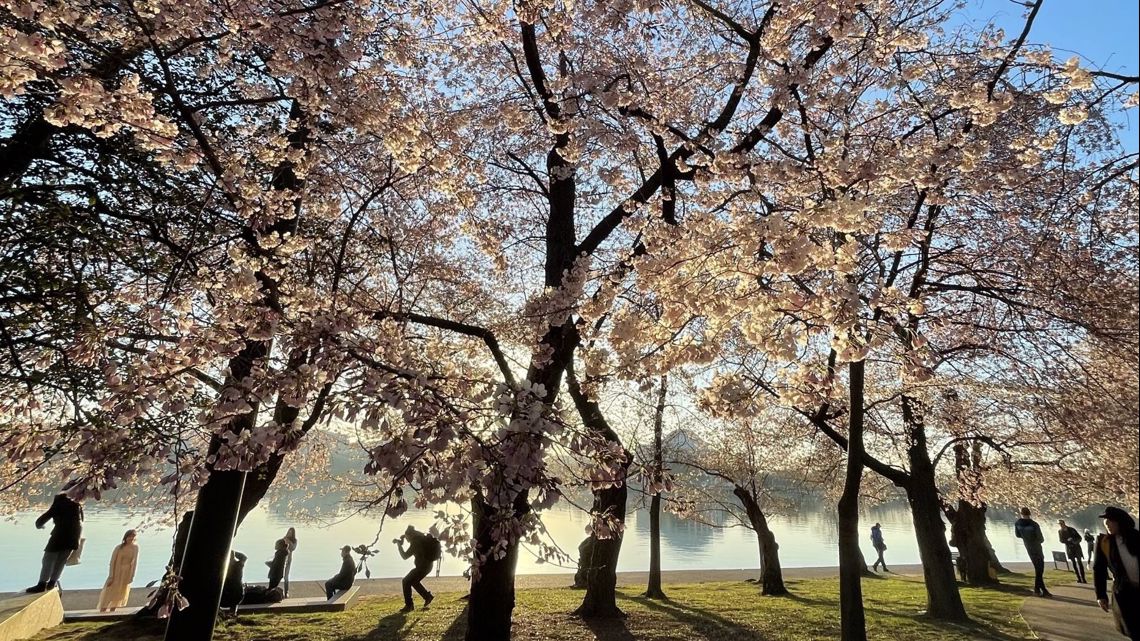 Peak bloom cherry blossoms arrive in Washington, DC | wusa9.com