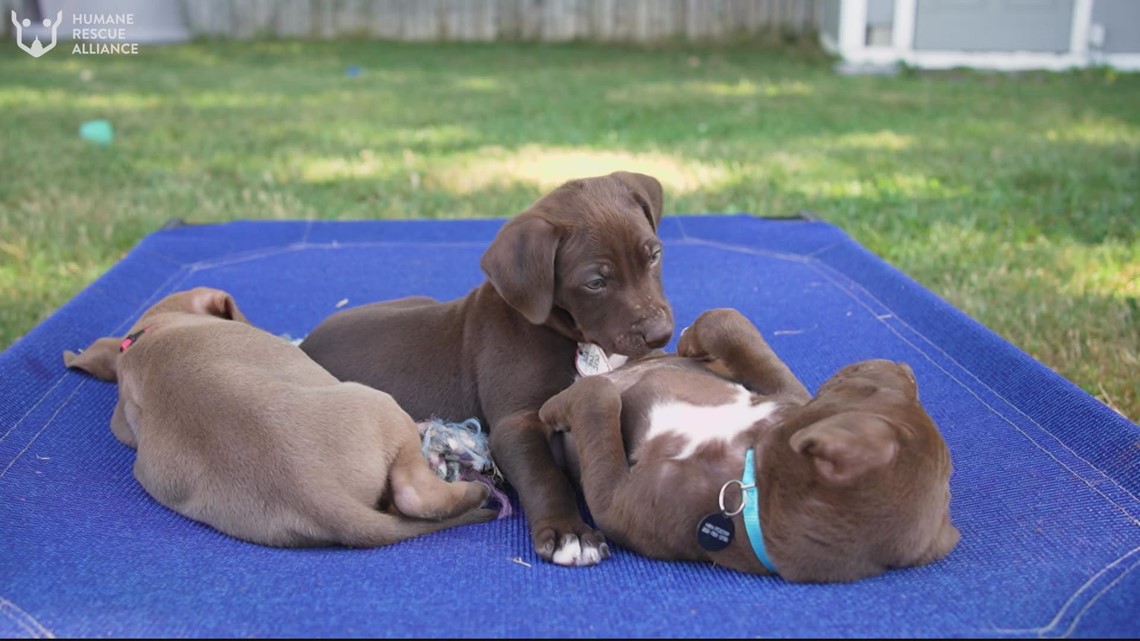 DC foster parents arrested in case of kidnapped dog and puppies | wusa9.com