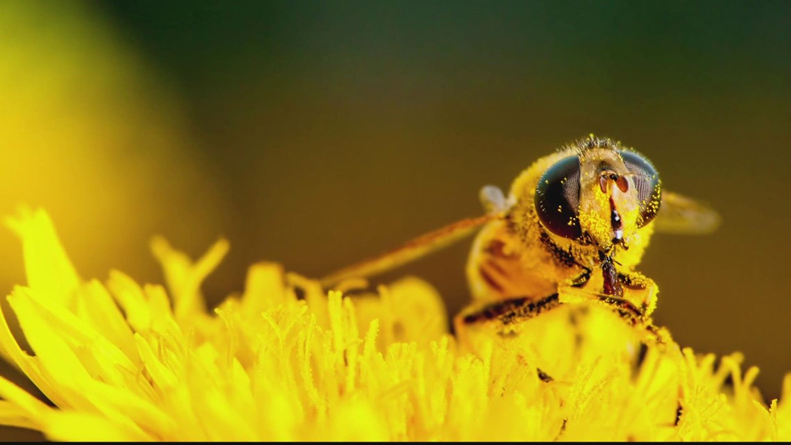 DC group relocating hives of more than 20,000 bees | wusa9.com