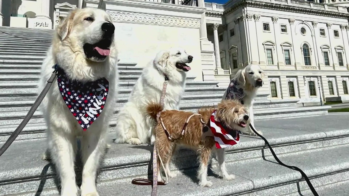Therapy dogs for government workers on Capitol Hill | wusa9.com