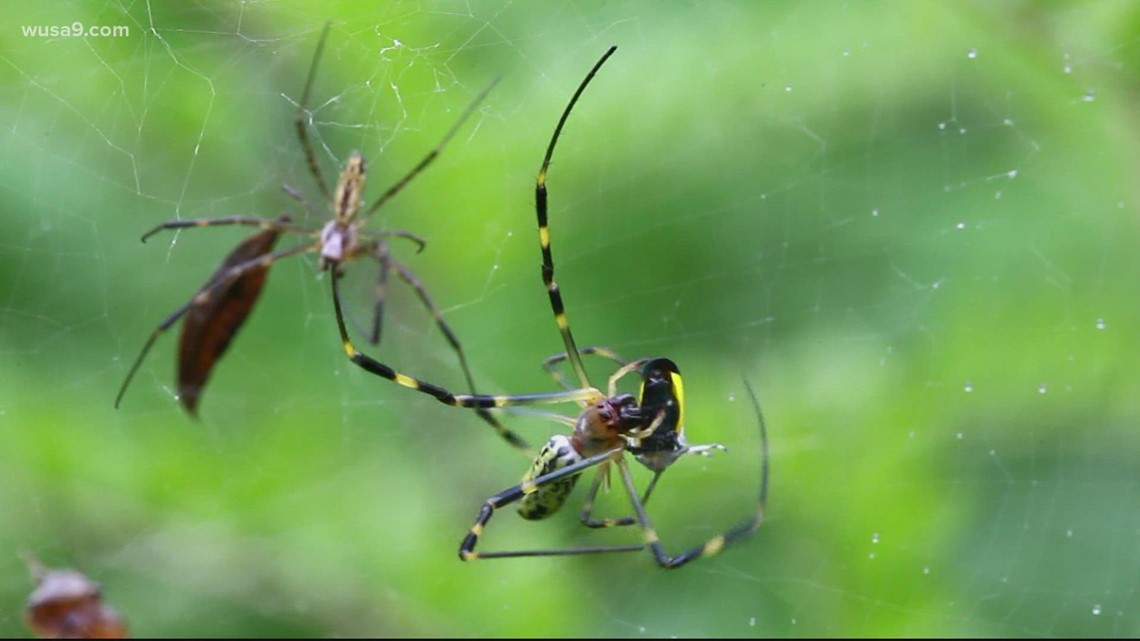 Invasive Joro Spiders are expected in the DMV this summer | wusa9.com