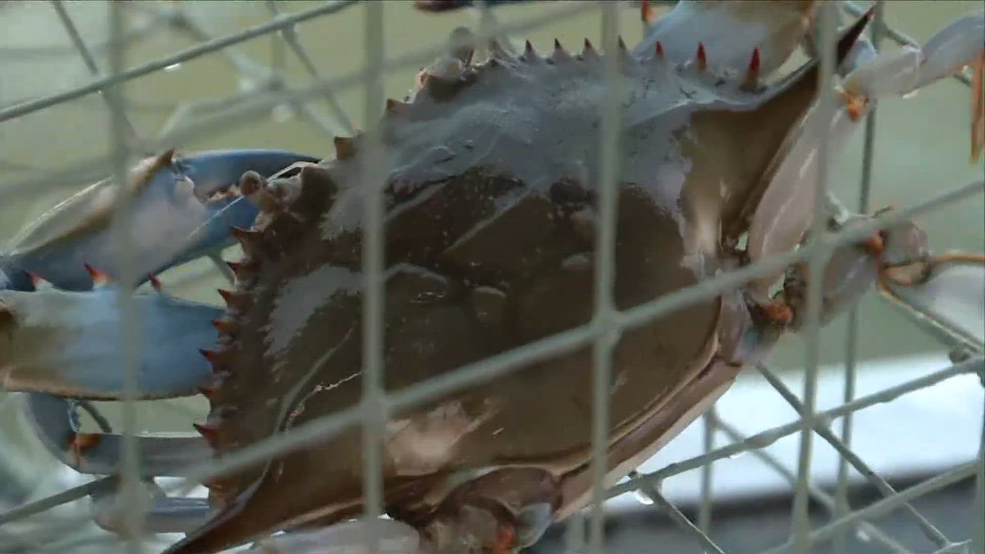 Chesapeake Bay blue crab population rebounds, but concerns remain over ...