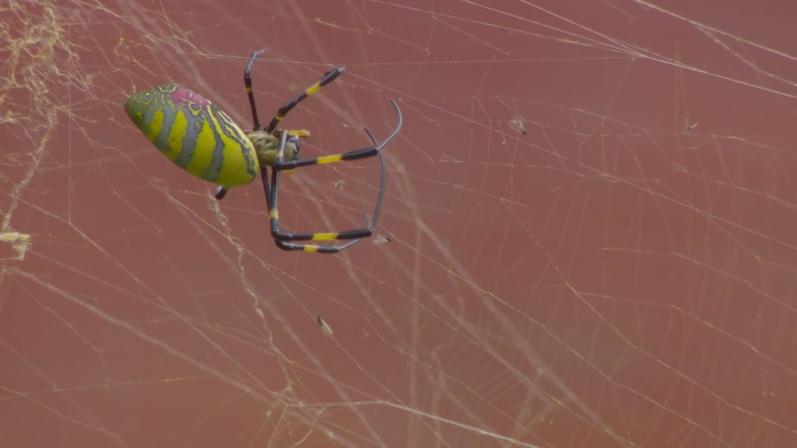 Invasive spider spooks neighborhood | wusa9.com