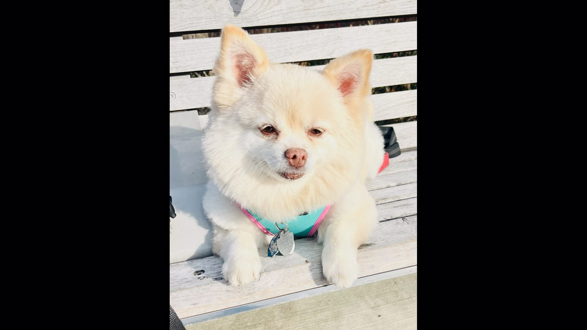 National Puppy Day 2023 | wusa9.com