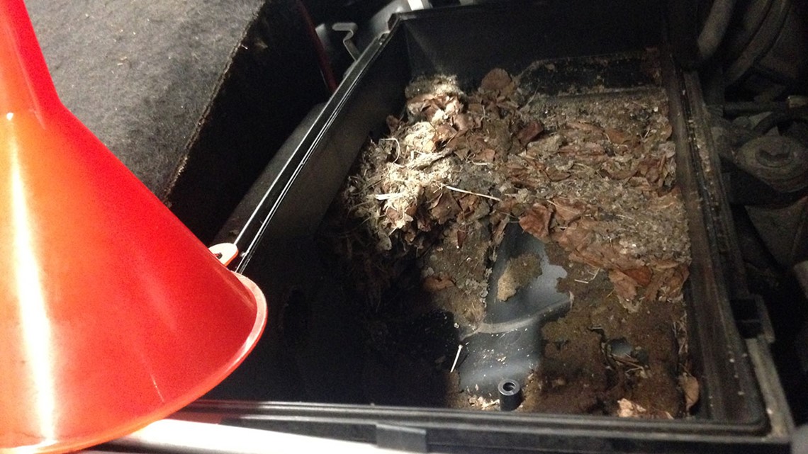 Photos: Rodents damage hybrid cars | wusa9.com