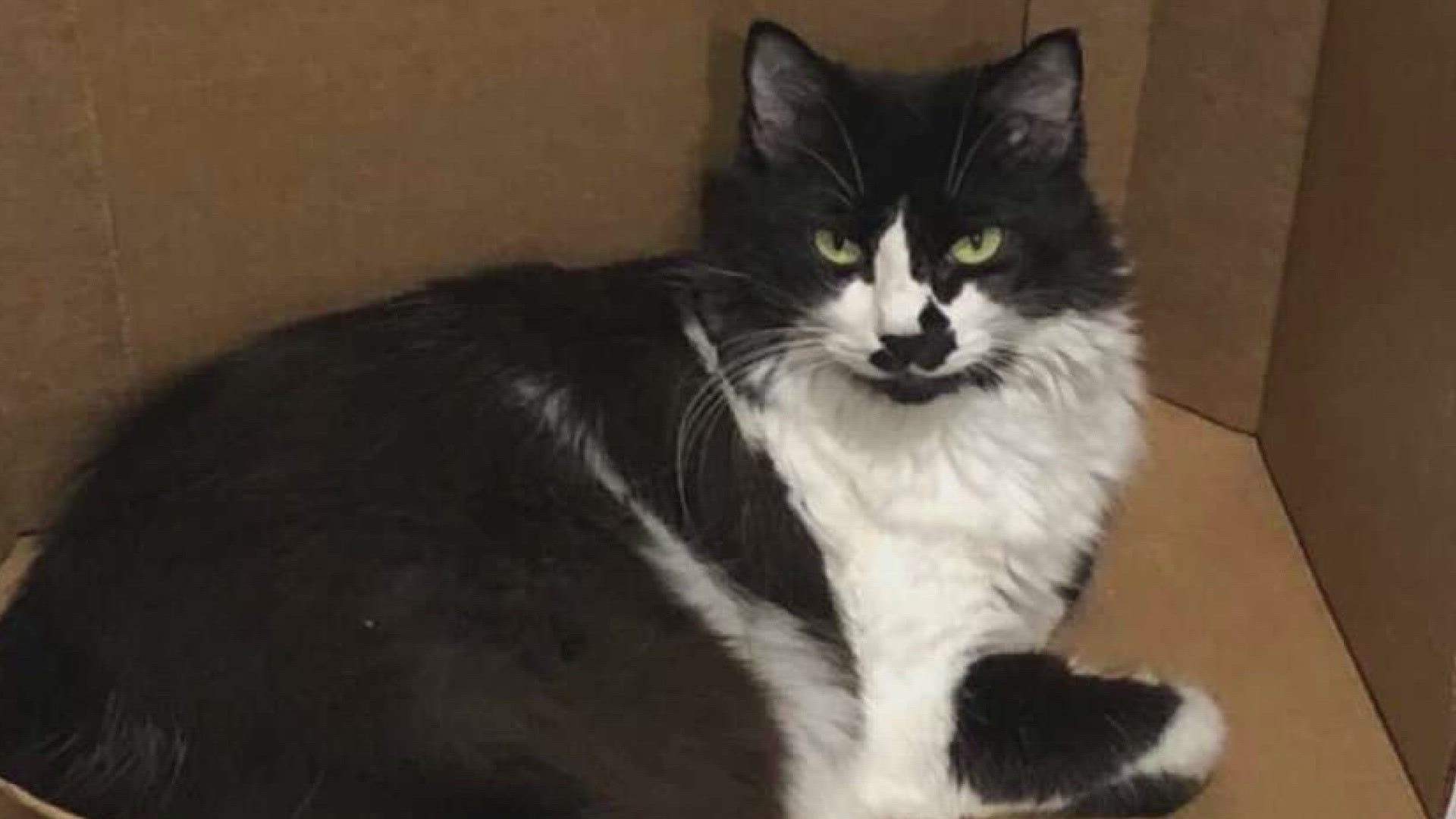 Cat taken during armed carjacking in Southeast DC | wusa9.com