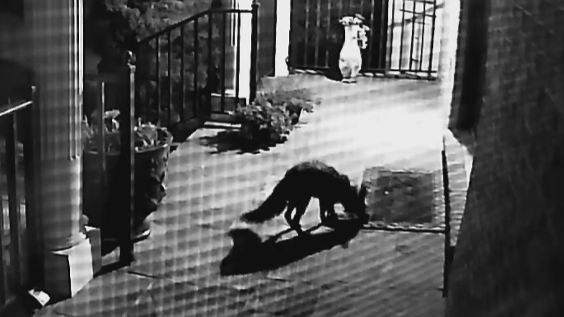 Foxes steal shoes from doorsteps in Potomac, caught on video | wusa9.com