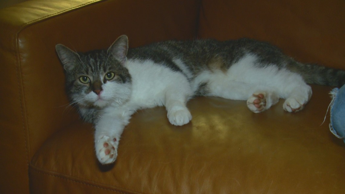 A Christmas miracle: Milo, the missing cat, has been found safe | wusa9.com