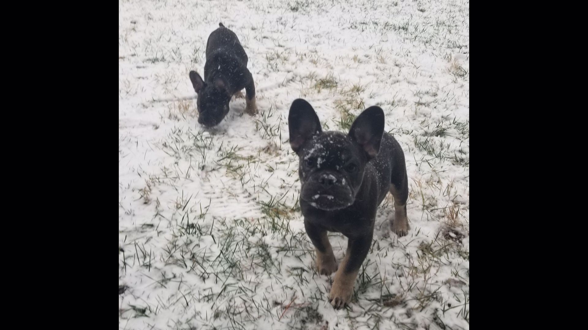 Animals in Snow: First snowstorm of 2020 | wusa9.com
