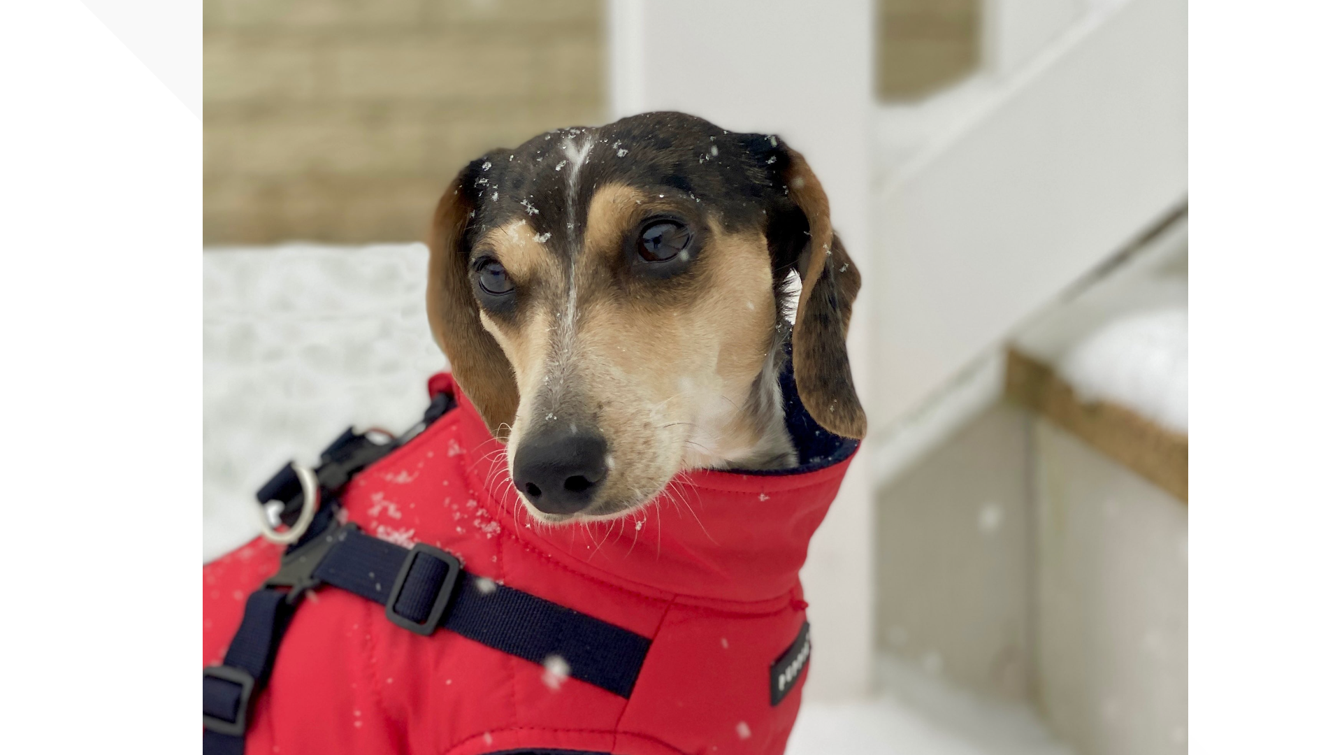 Animals in Snow: First snowstorm of 2020 | wusa9.com