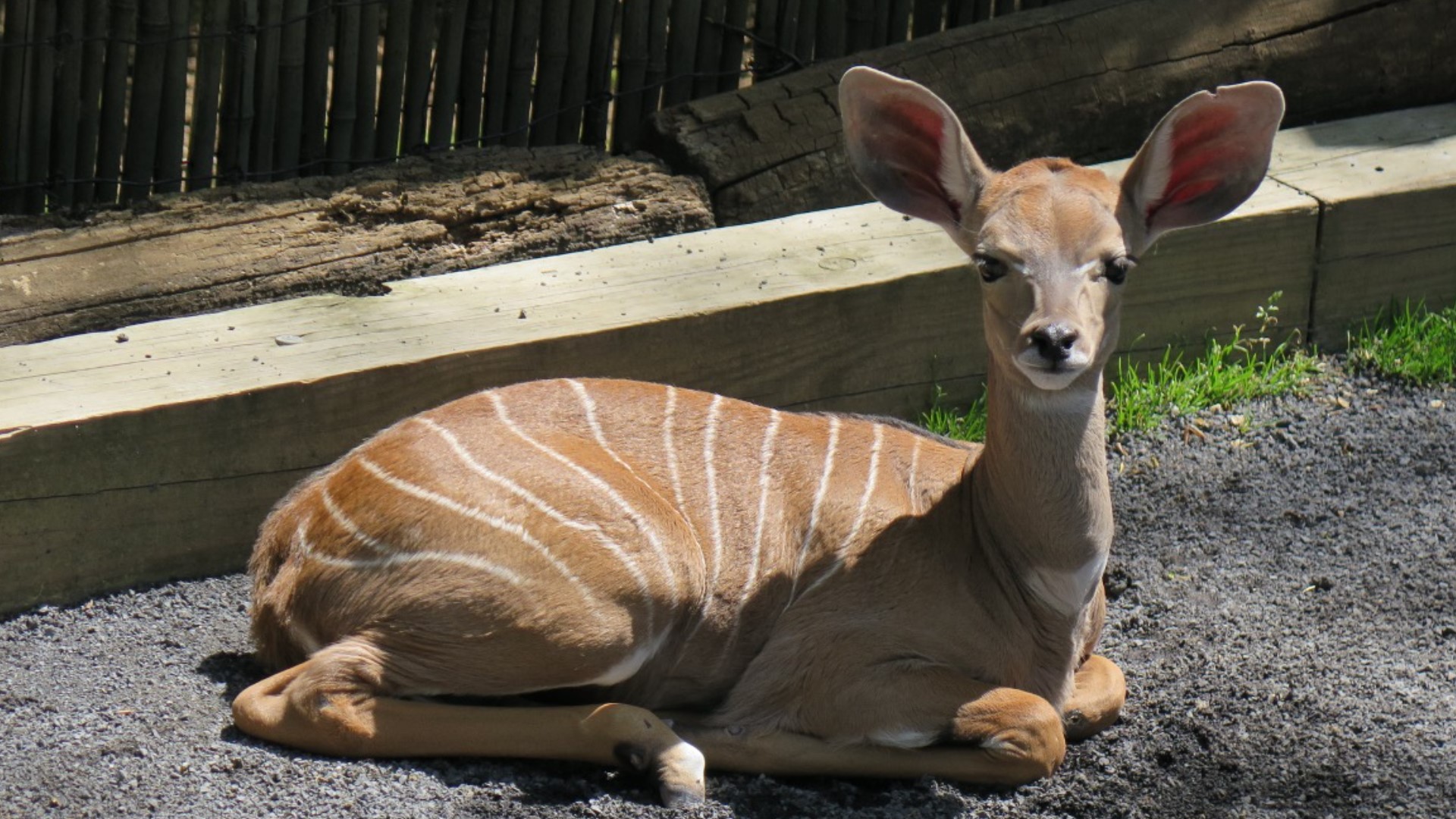 National Zoo welcomes baby lesser kudu | wusa9.com
