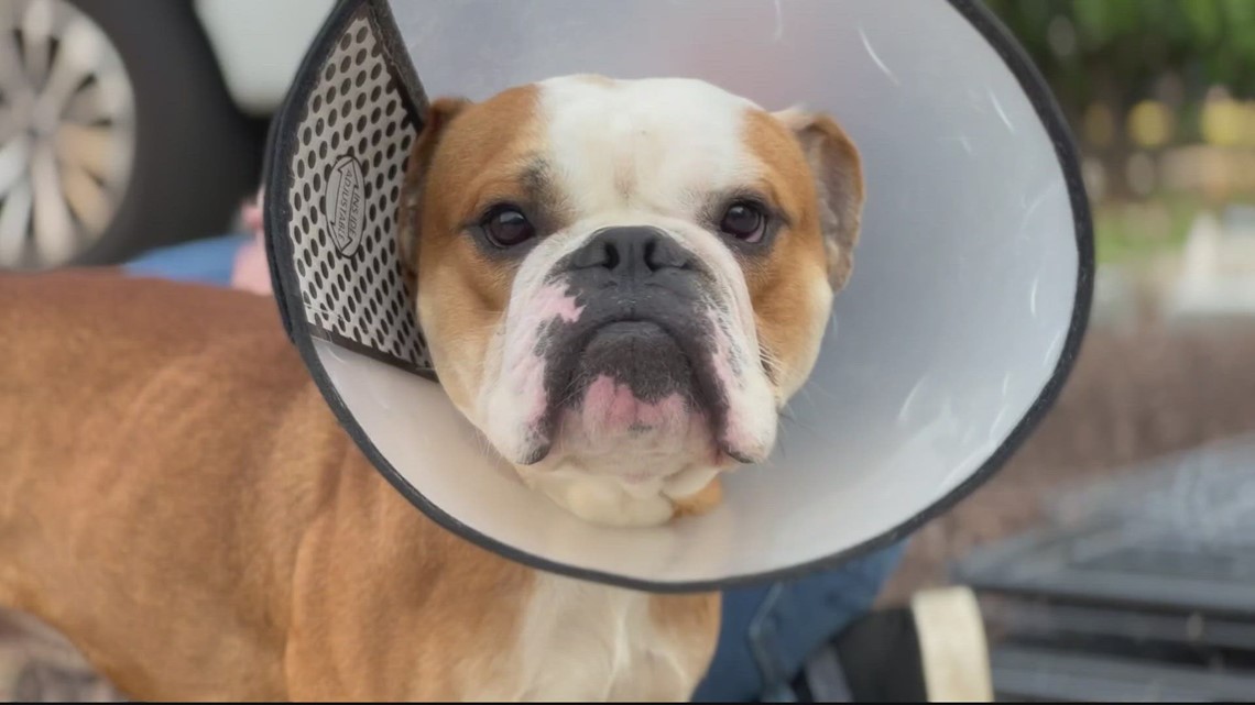 Nine abused dogs taken by Animal Welfare League of Arlington | wusa9.com