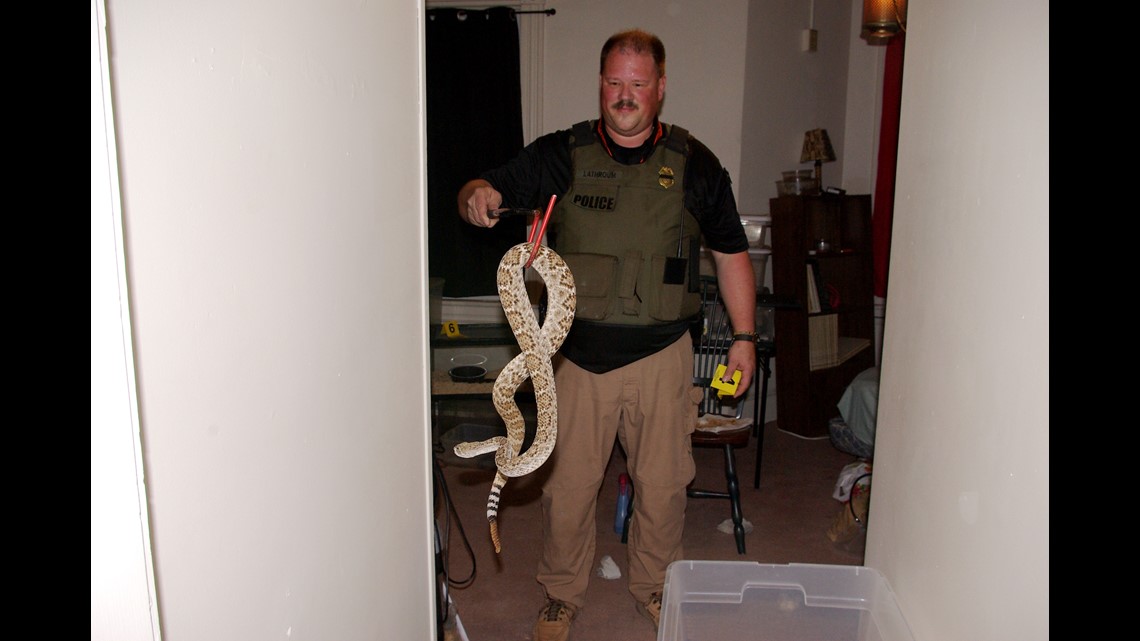 Snake-handling YouTuber pleads guilty to illegally having venomous ...