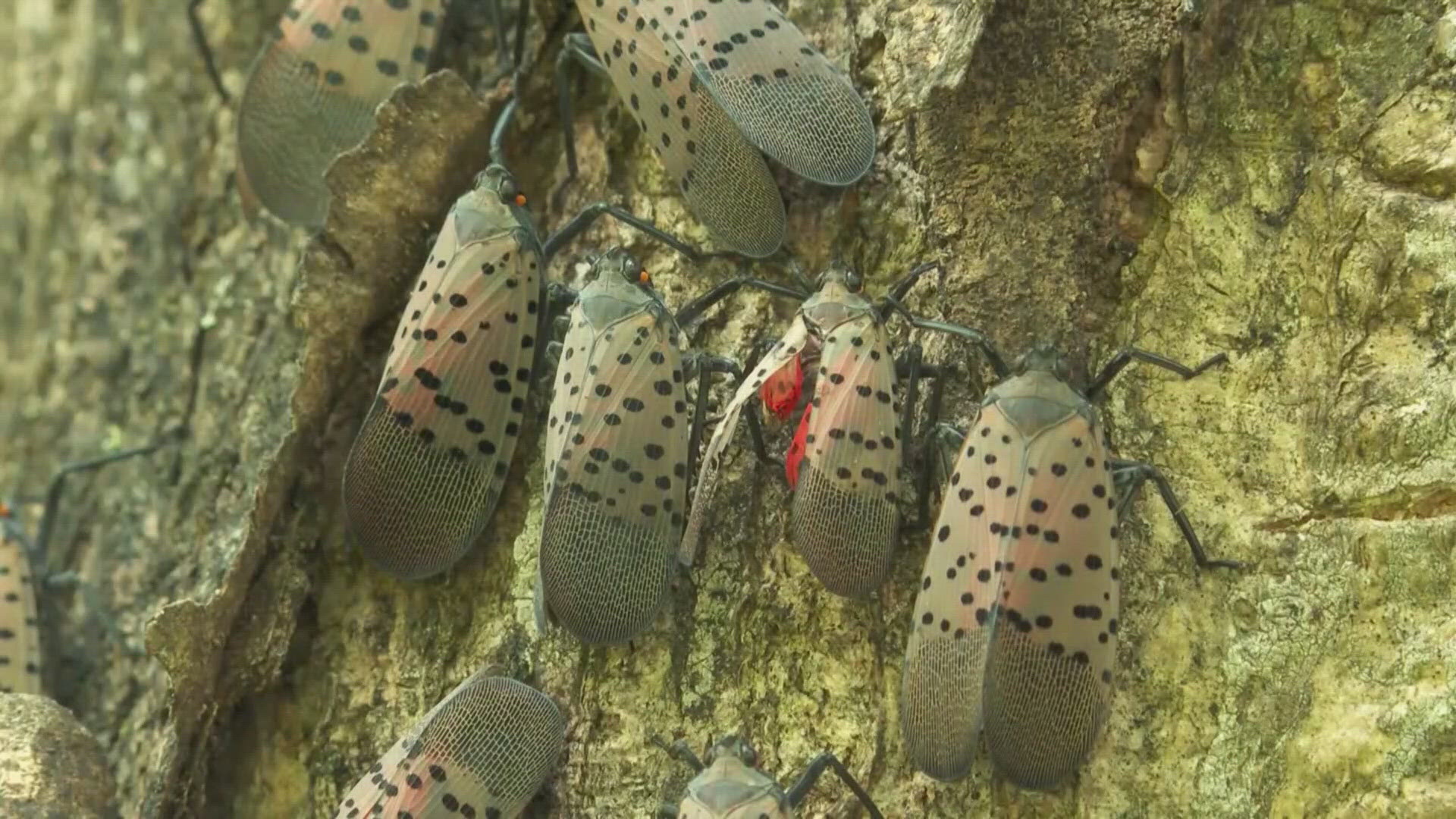 Montgomery County taking steps to stop lantern flies | wusa9.com