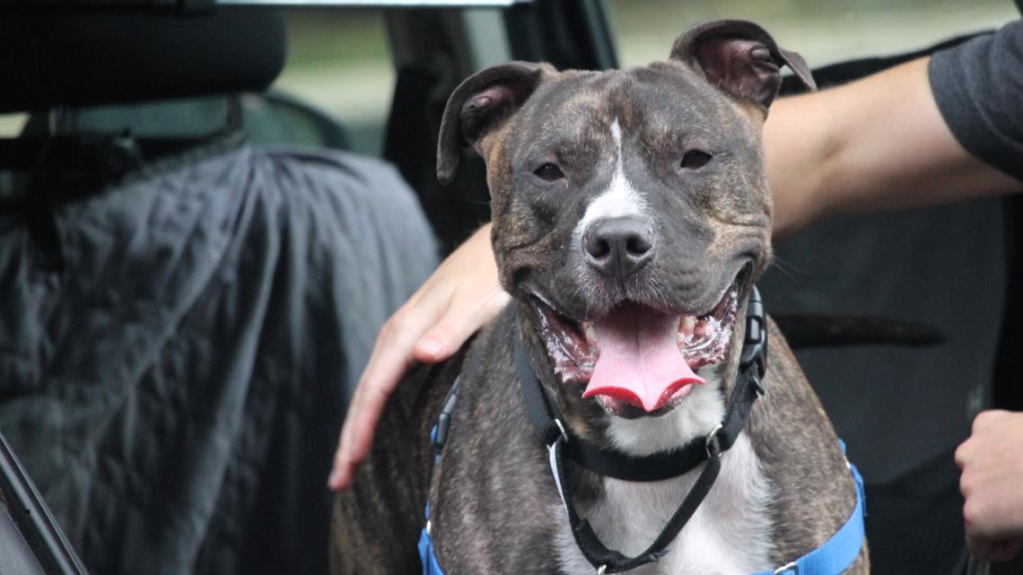 DC Humane Rescue Alliance in desperate need of adopters | wusa9.com