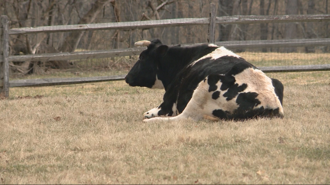 Md. farm becomes permanent home for abused, neglected animals | wusa9.com