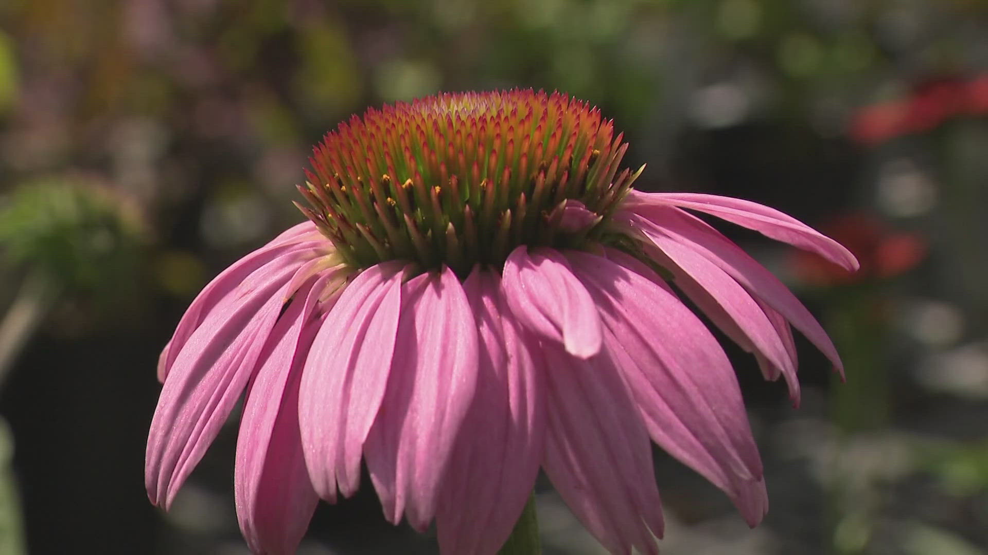 Native perennials can help boost landscapes around the DC region ...